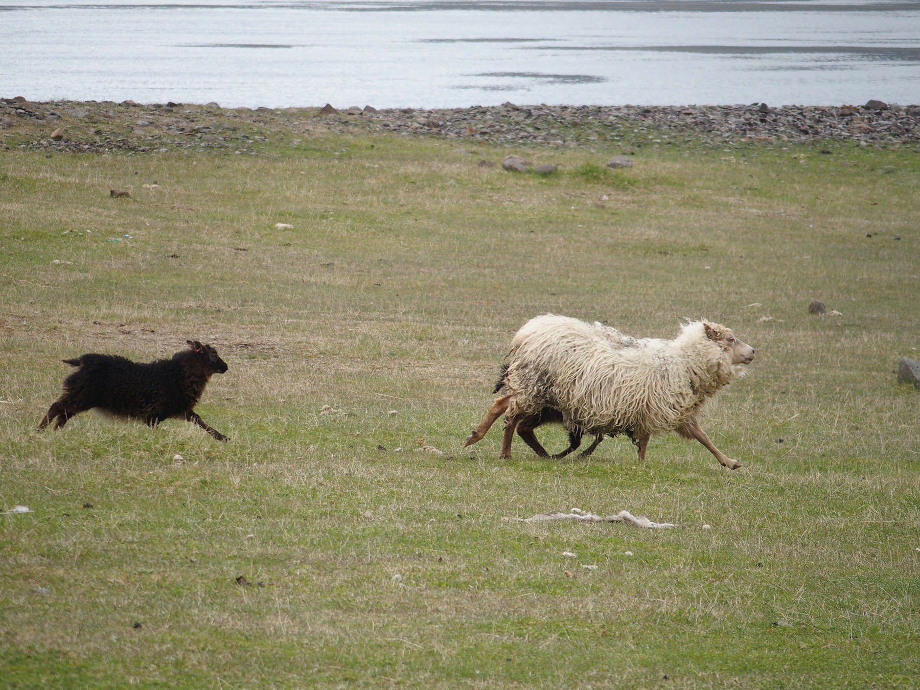 Seydisfjördur – Ein Dorf voller Kunst und Geschichte – Jennifer Summer ...